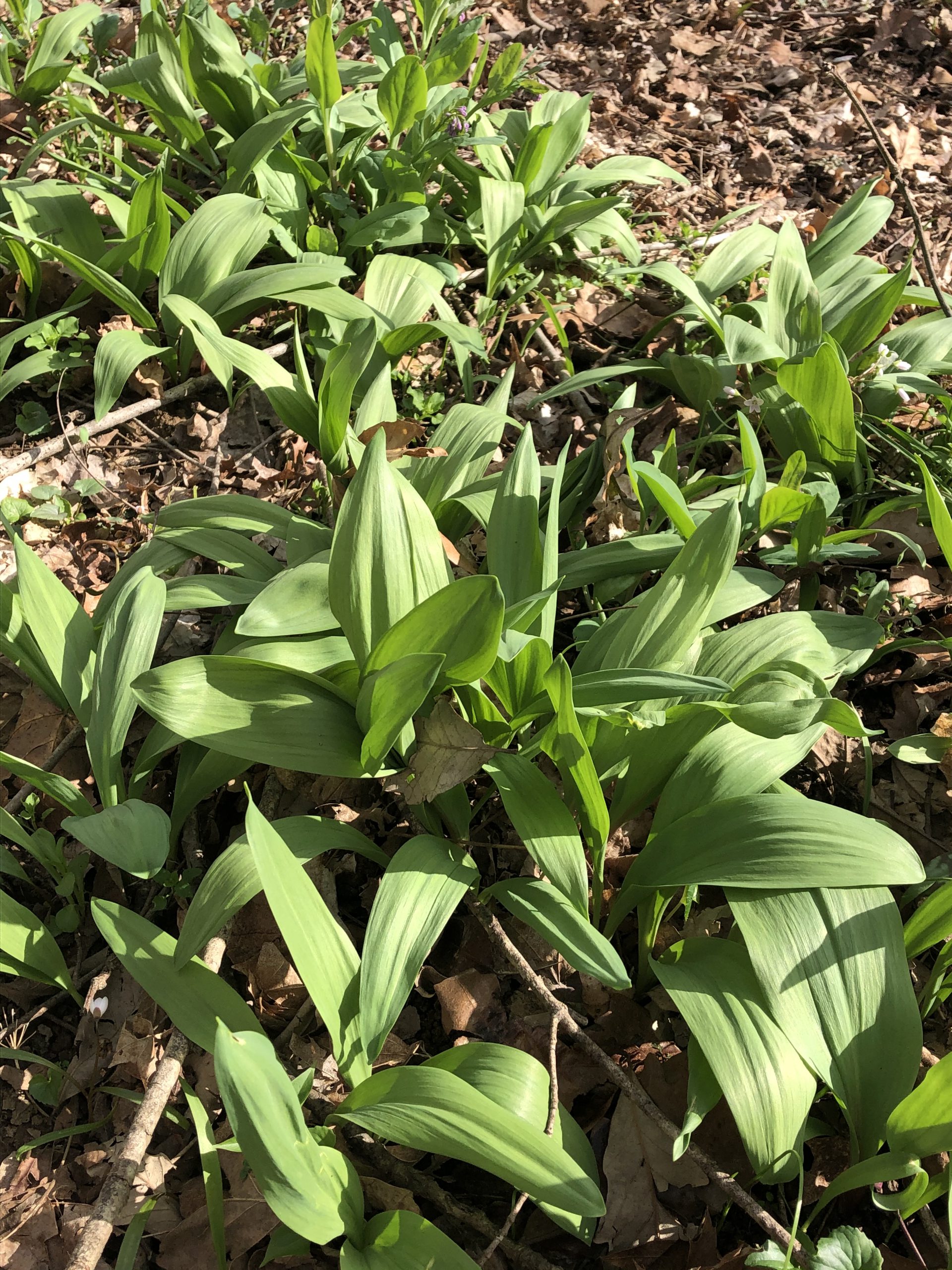 Foraging for ramps – Young Naturalists Club