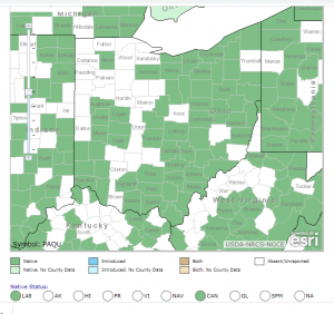 Virtual Field Trip: American Ginseng – Young Naturalists Club